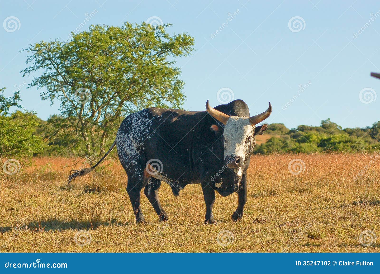 Nguni Bull foto de archivo. Imagen de claxon, toro, resoplido - 35247102
