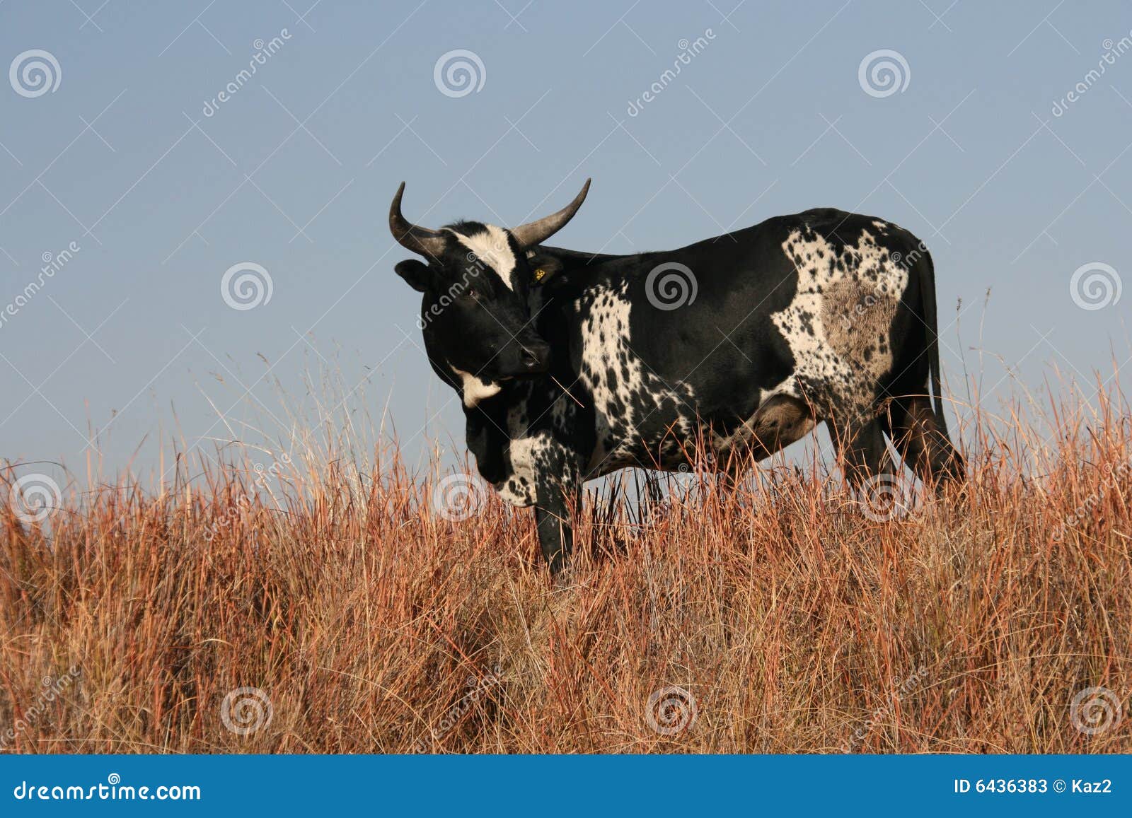 Nguni bull stock image. Image of patterned, farm, grass - 6436383