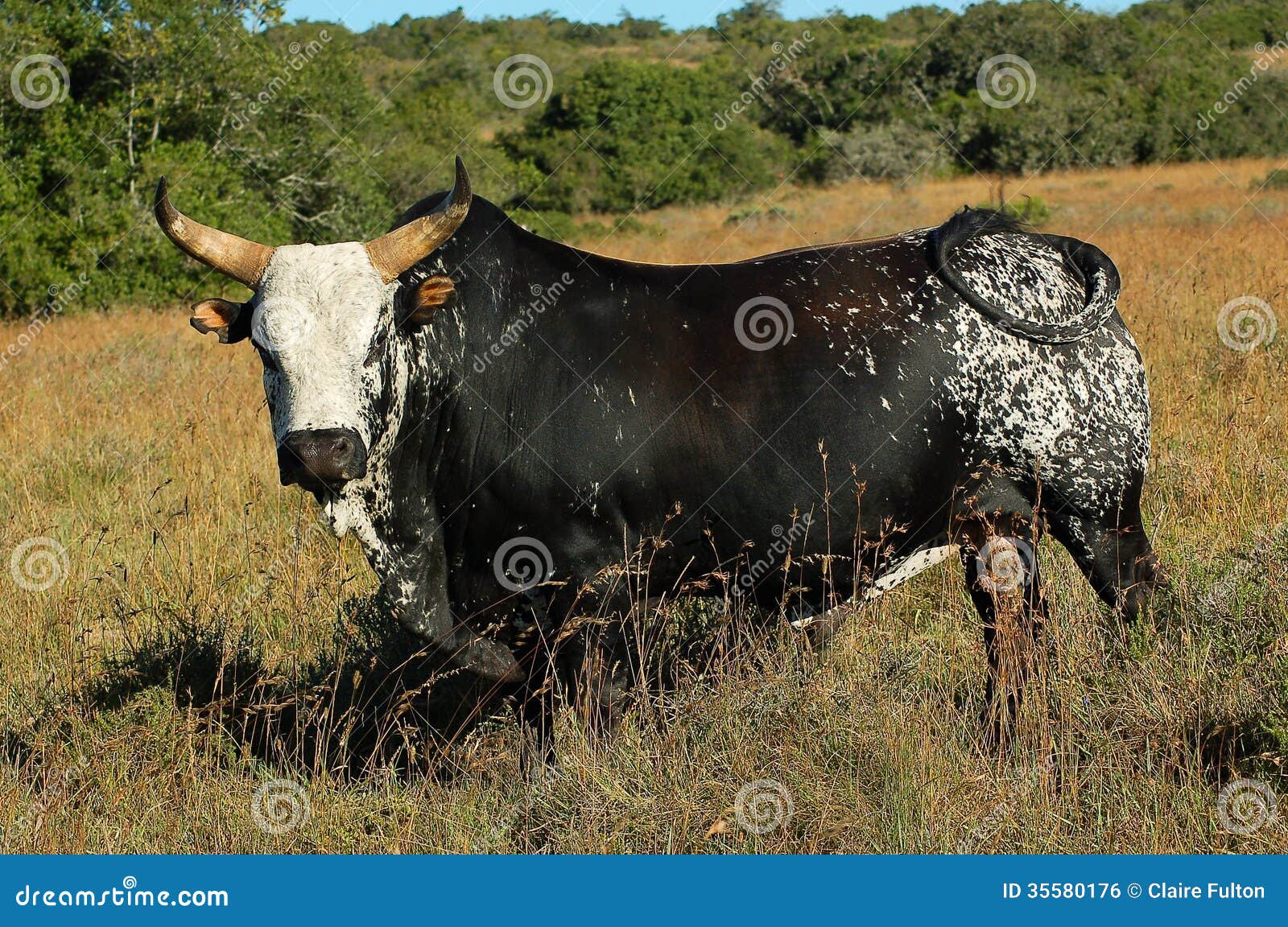 Nguni bull stock photo. Image of dacopy, indigenous, xhosa - 35580176