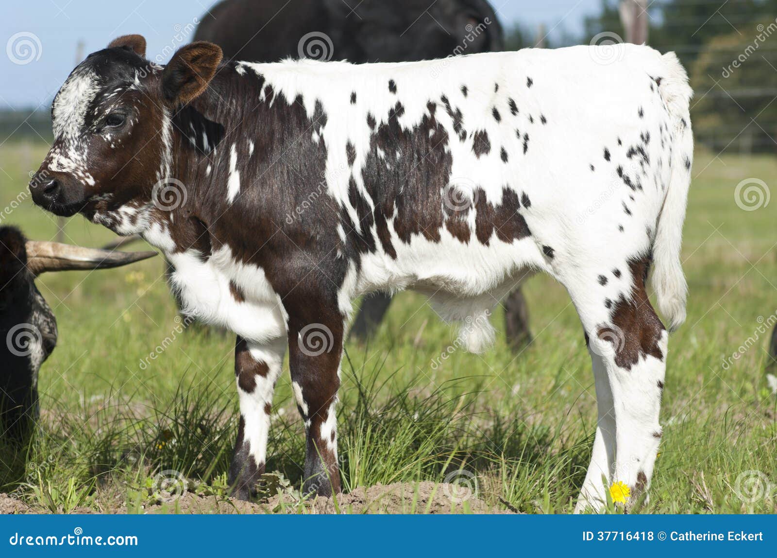 Nguni Calf stock photo. Image of pattern, beef, rural - 37716418