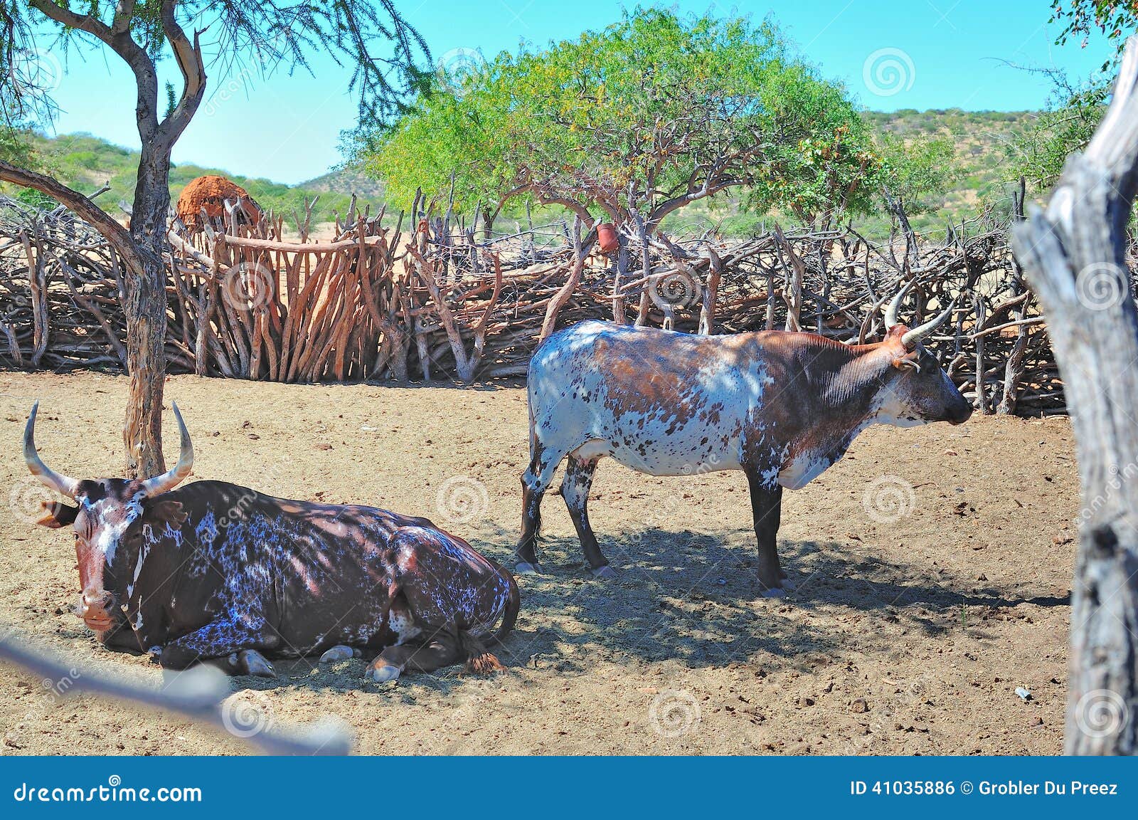 Nguni Cow At A Kraal In A Himba Village Stock Image | CartoonDealer.com ...