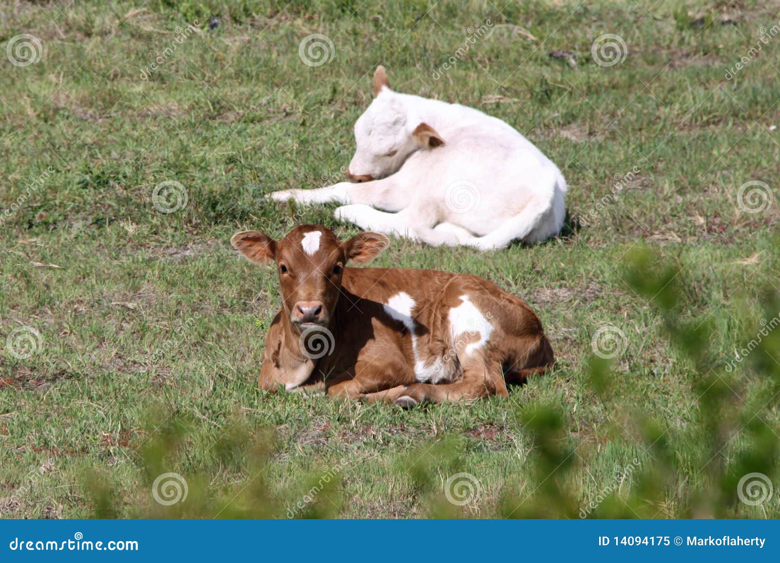 Nguni cattle - two calves stock image. Image of nguni - 14094175