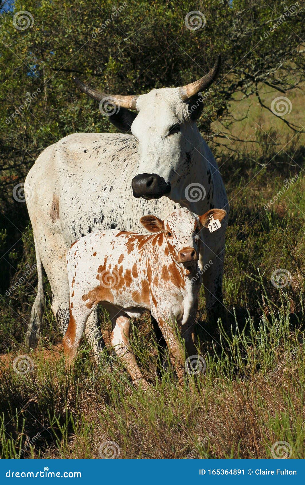 Nguni Cow Bos Taurus From Southern Africa Stock Image Image Of
