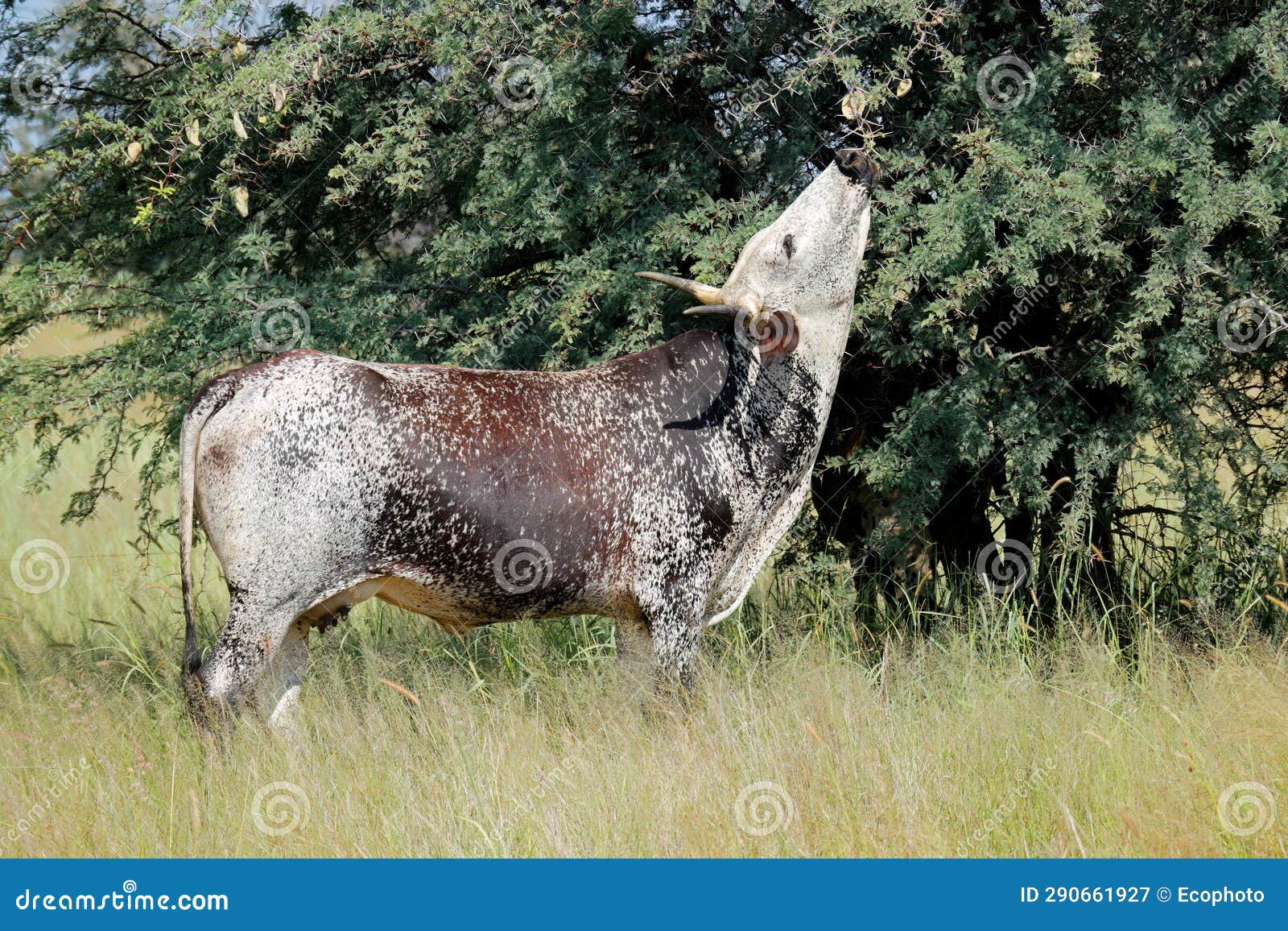 Nguni Cow Browsing on a Tree, South Africa Stock Image - Image of ...
