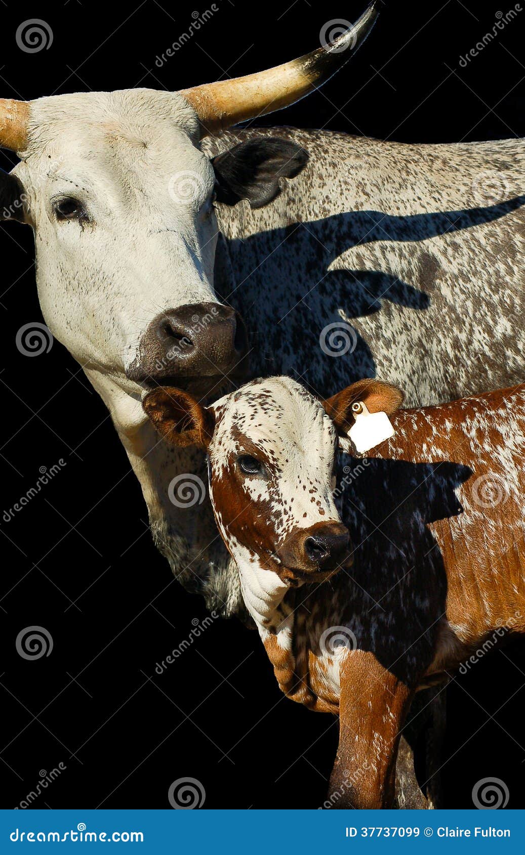 Nguni cow and calf stock image. Image of xhosa, nguni - 37737099