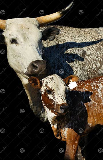Nguni cow and calf stock image. Image of xhosa, nguni - 37737099