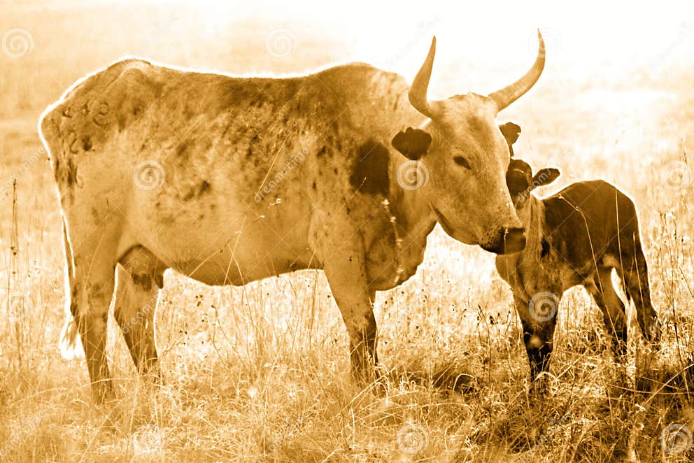 Nguni cow and calf stock photo. Image of calf, animals - 6349106