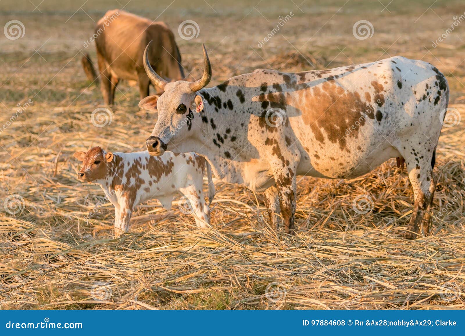 Nguni Cow and Calf in Field Stock Photo - Image of patterned, zulu ...