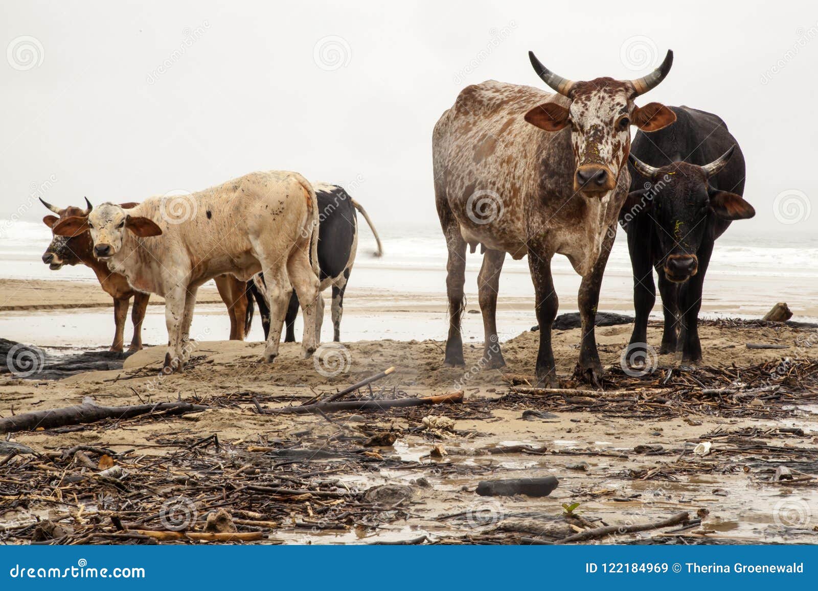 Nguni Cows on East Coast Beach Stock Image - Image of south, beach ...