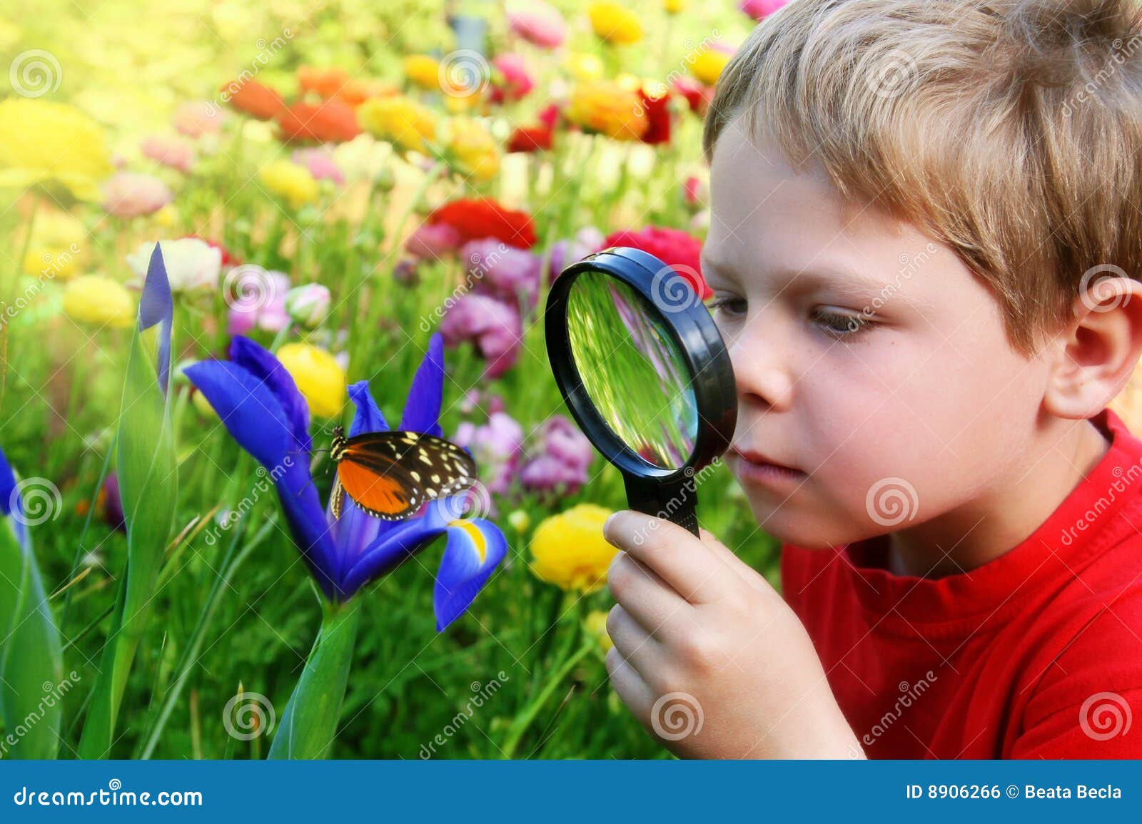 Niño Observando Una Mariposa Foto de archivo - Imagen de rubio, flores ...