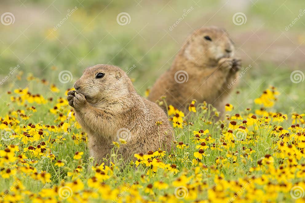 Nibble and bits stock image. Image of tail, herbivorous - 37948597