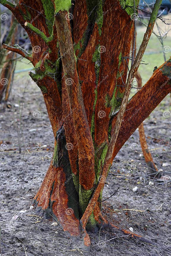 Nibbled tree stock photo. Image of clay, destroyed, branch - 64092542