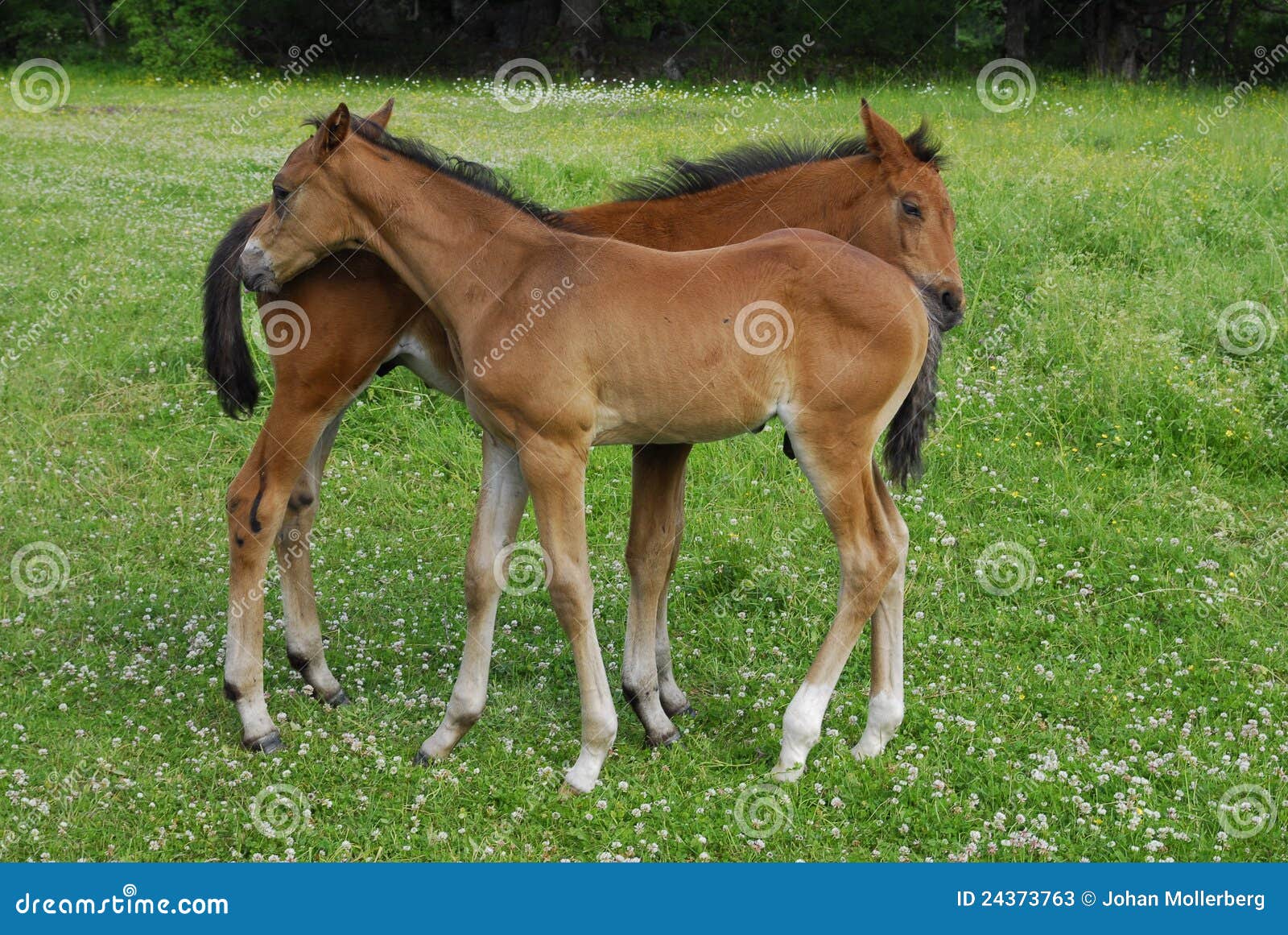 Nibbles stock image. Image of animal, playing, playful - 24373763
