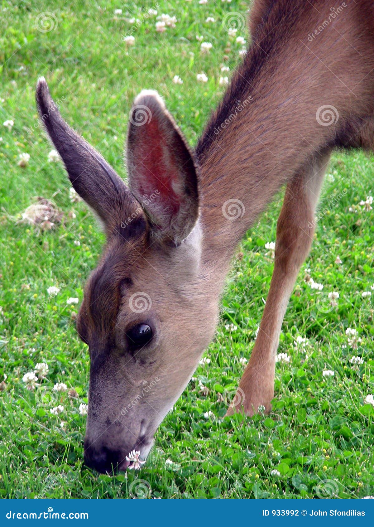 Nibbling on a Flower stock photo. Image of beauty, deer - 933992