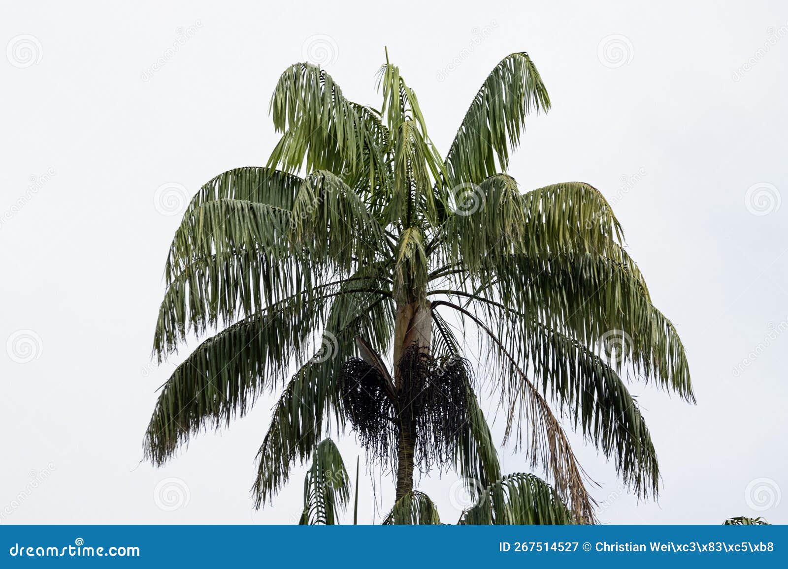 Nibung Palm Tree, Oncosperma Tigillarium Stock Image - Image of palm ... Nibung Palm Tree, Oncosperma Tigillarium Stock Image - Image of palm ...