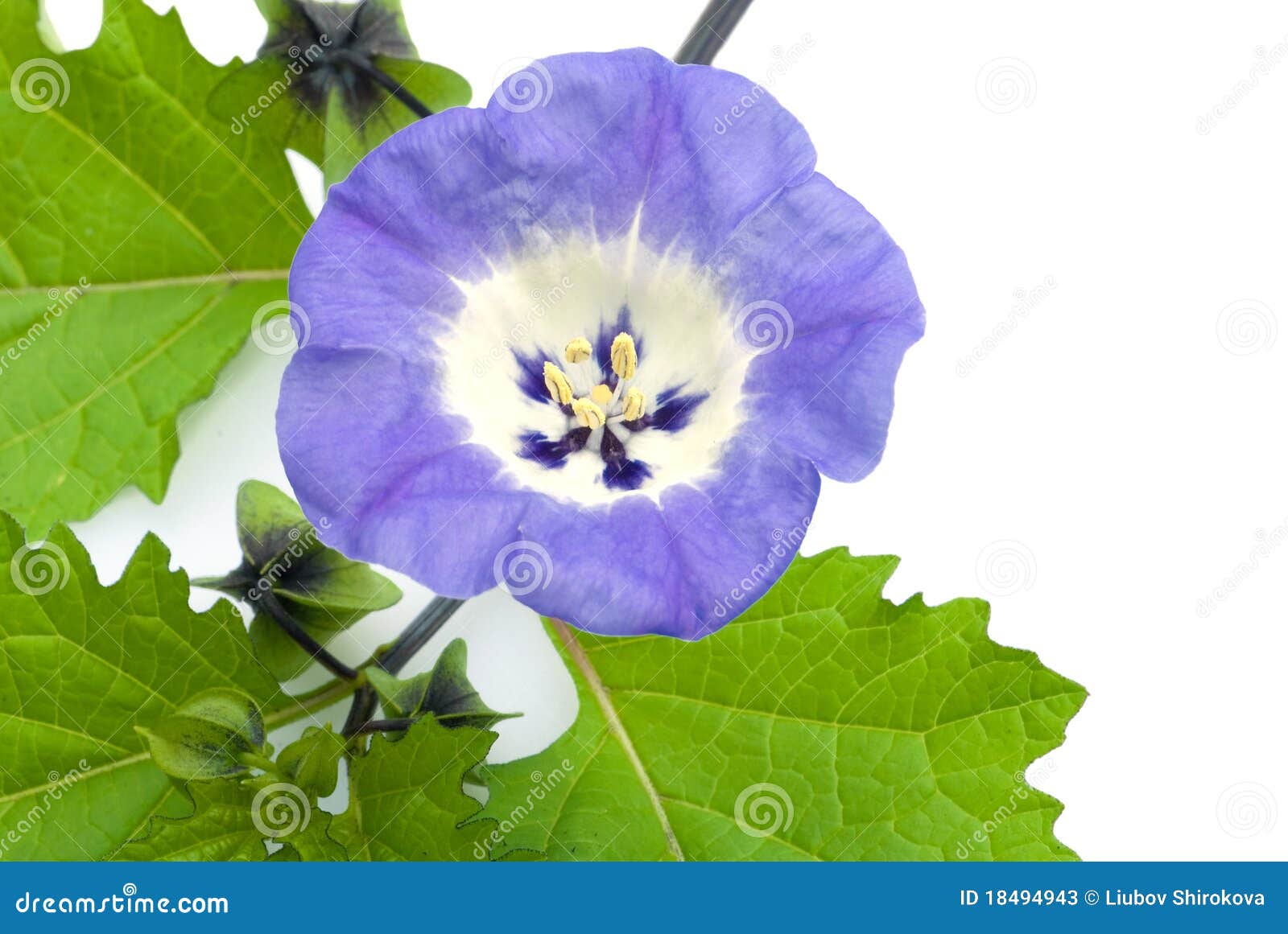 Nicandra blue flower stock image. Image of freshness - 18494943