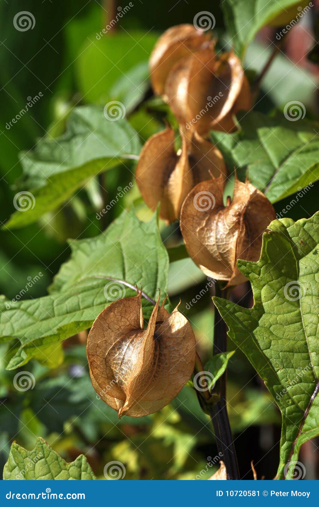 Nicandra Physalodes. It Is Known By The Common Names Apple-of-Peru And ...