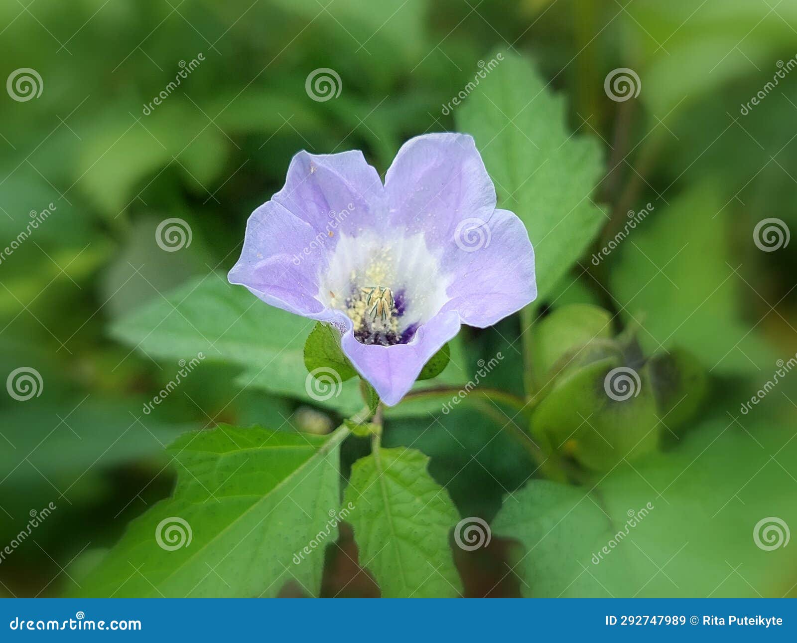 Nicandra Physalodes (shoo Fly Plant) Stock Image - Image of nightshade ...