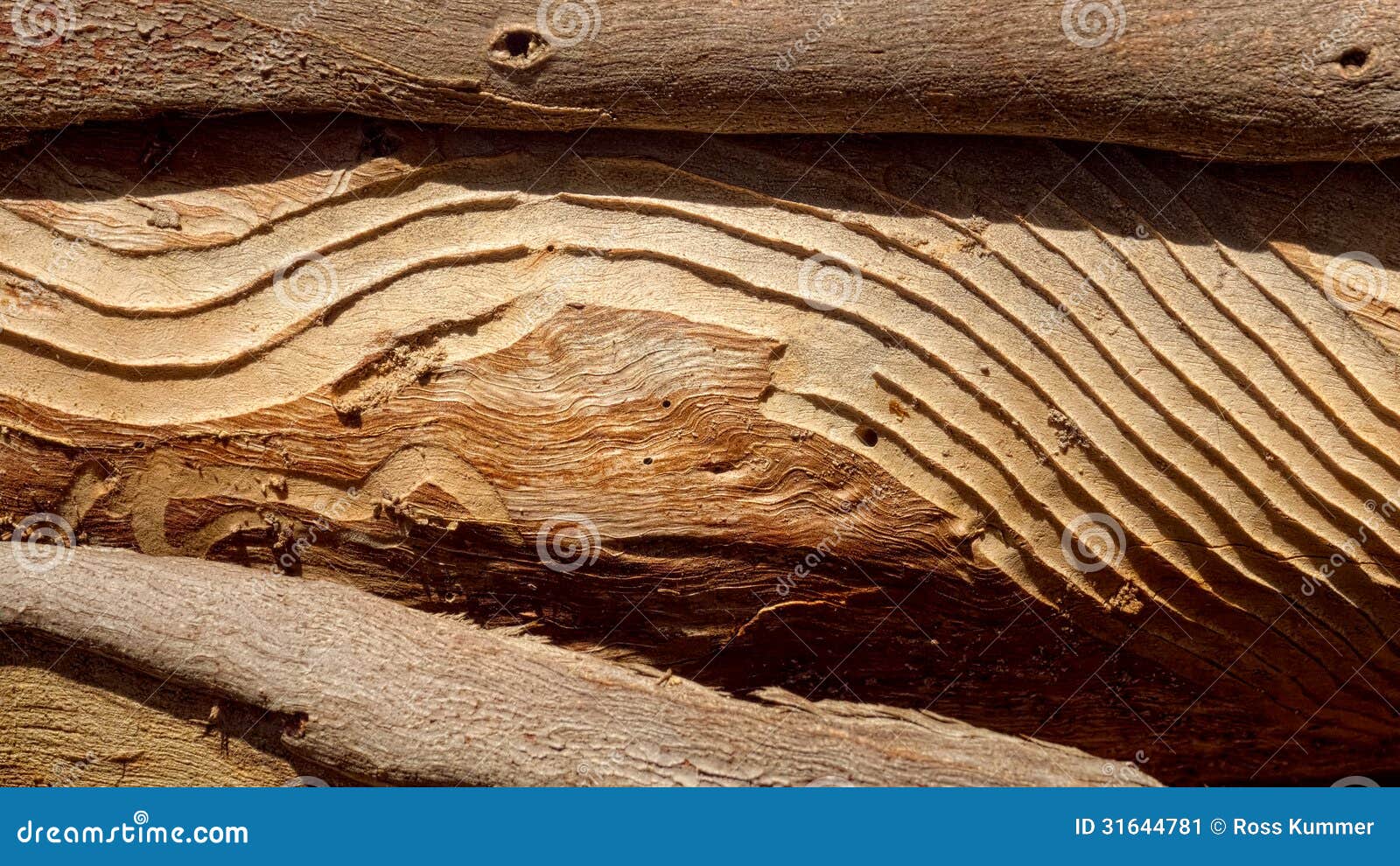 Nice Abstract Termite Pattern Stock Image - Image of background ...