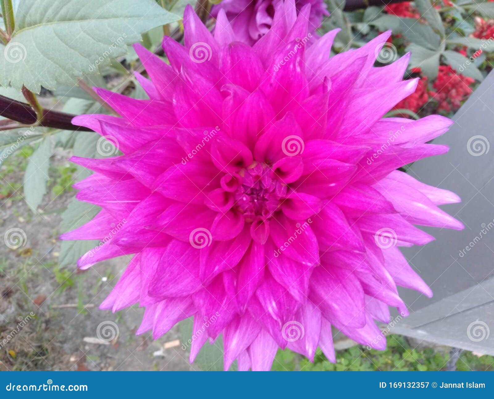 Nice Amazing Natural Daliya Flower Stock Image - Image of natural ...