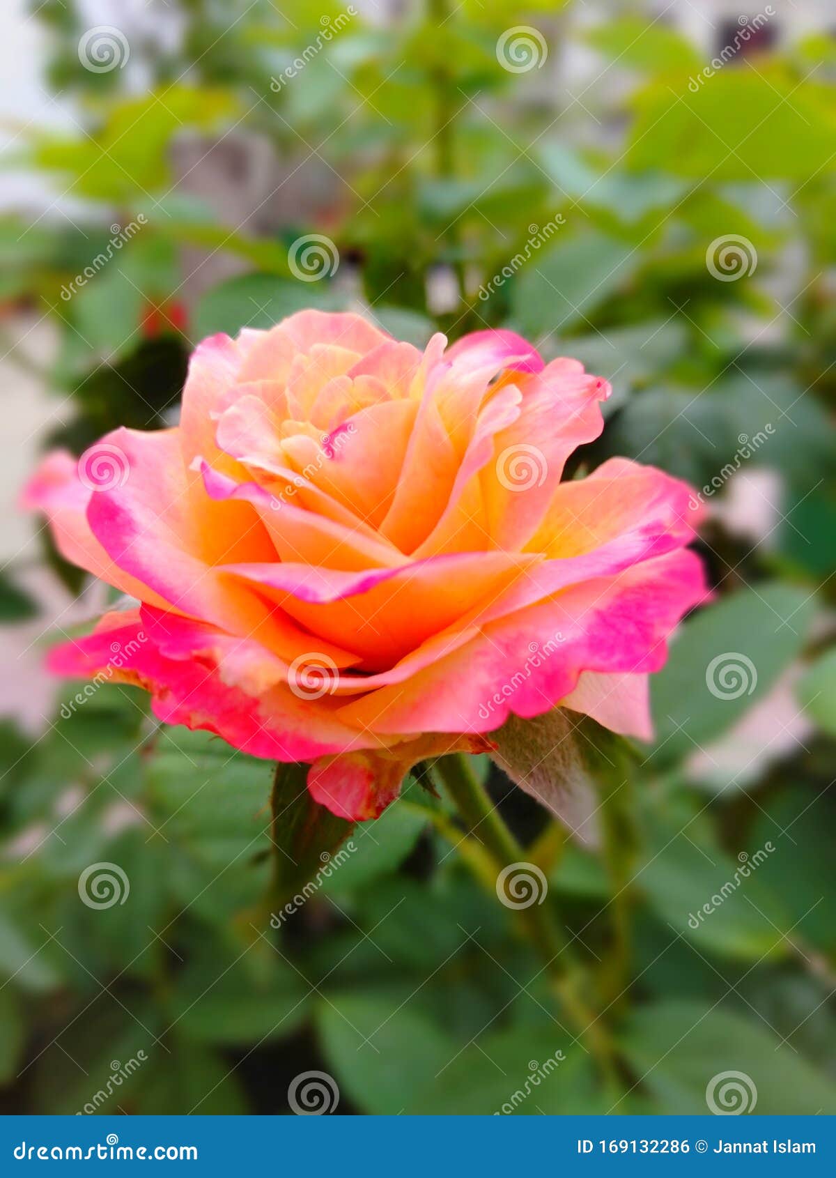 Nice Amazing Natural Rose Flower Stock Photo - Image of amazing ...