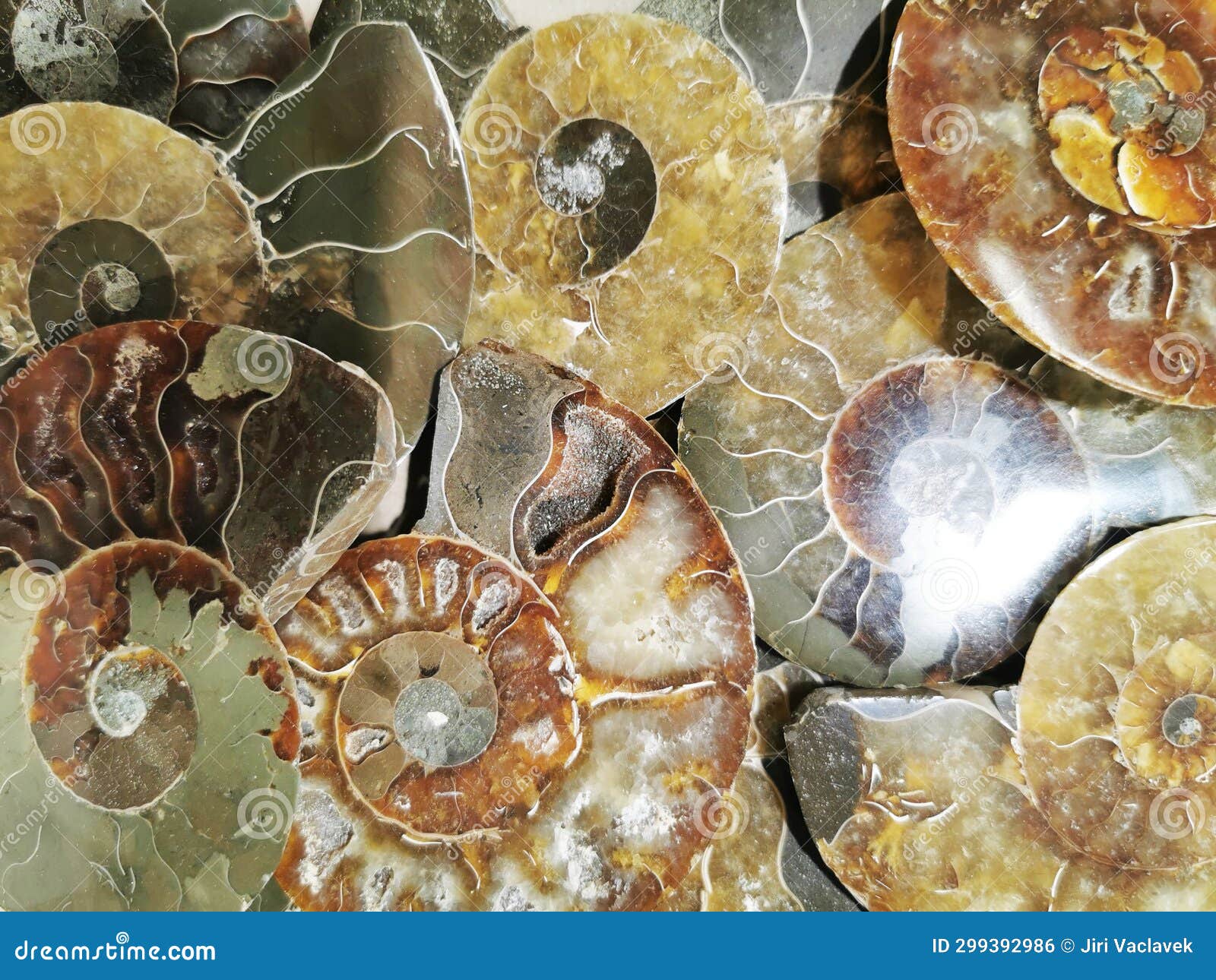Nice ammonite collection stock photo. Image of history - 299392986