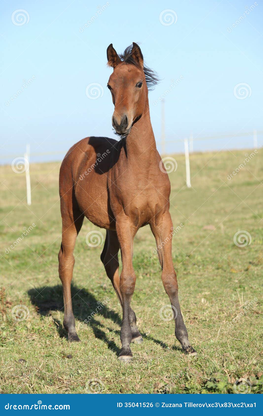 Nice Arabian Foal Standing on Pasturage Stock Photo - Image of resting ...