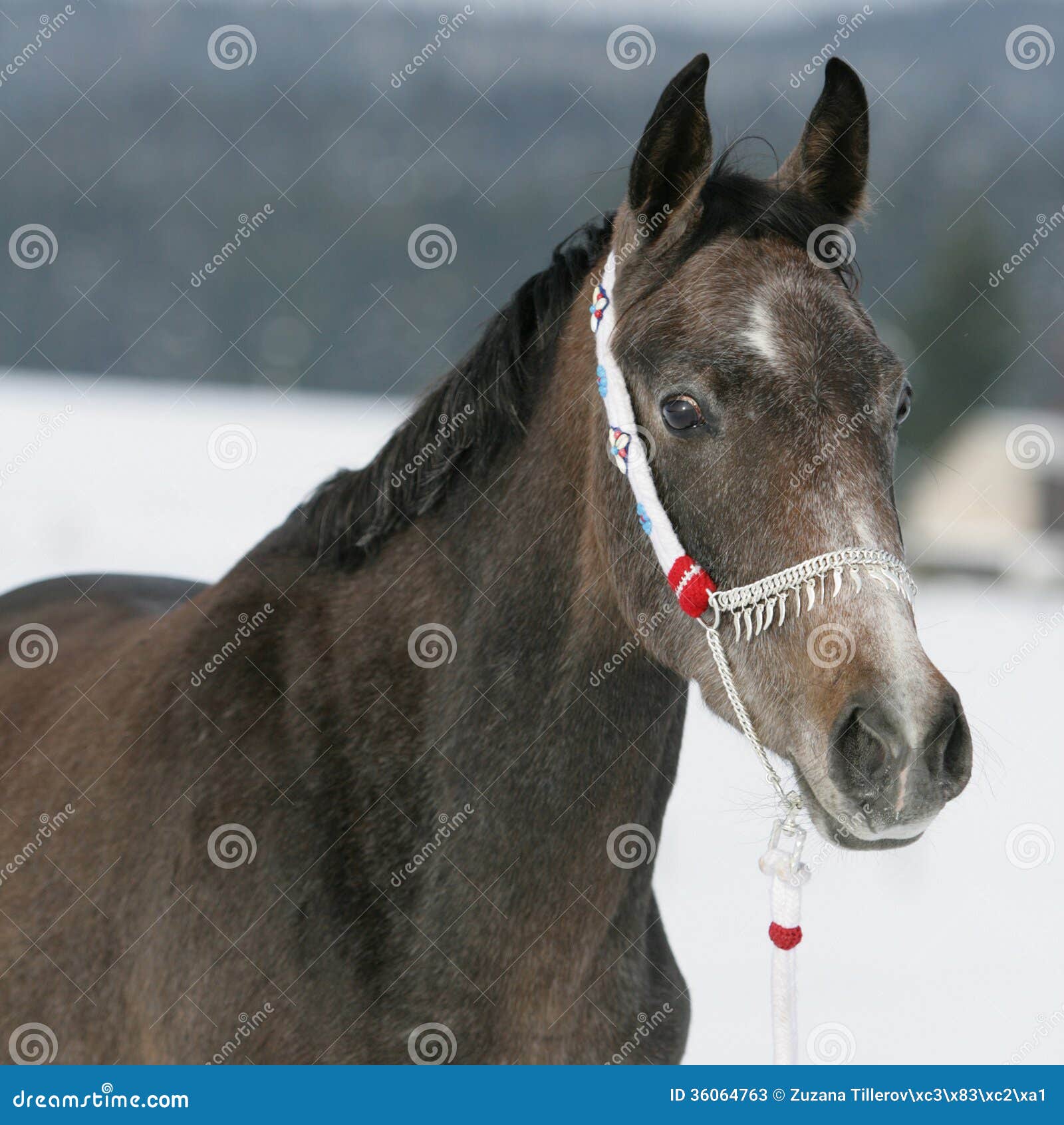 Nice Arabian Horse with Beautiful Show Halter Stock Image - Image of ...