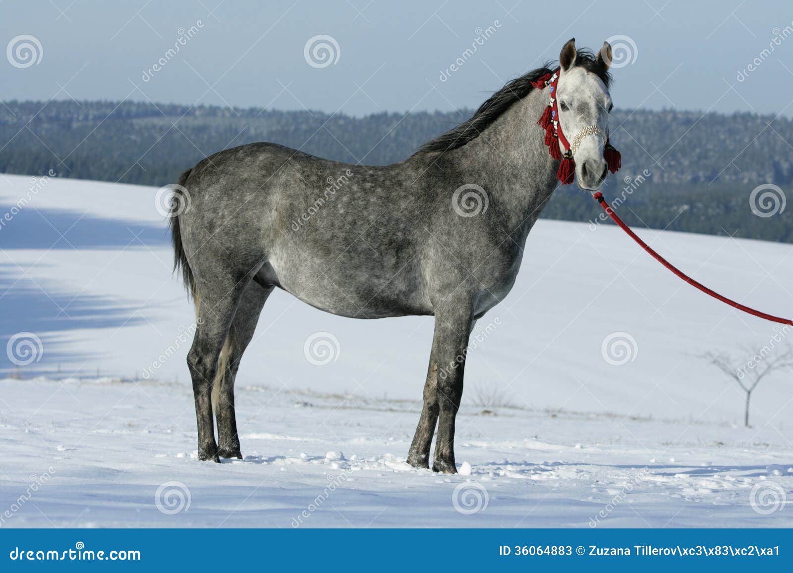 Nice Arabian Horse with Beautiful Show Halter Stock Image - Image of ...