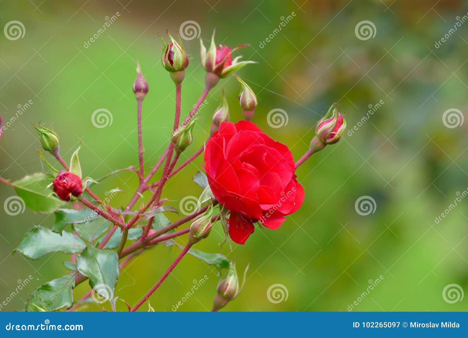 Autumn last red rose stock image. Image of garden, season - 102265097