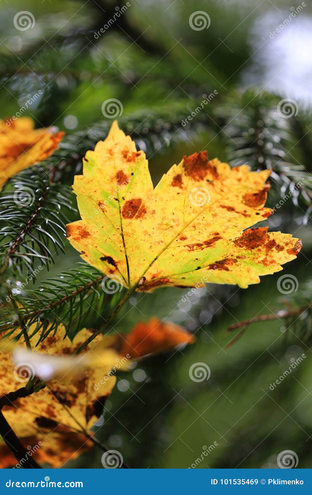 Nice autumn leaf stock image. Image of leaf, alone, foliage - 101535469