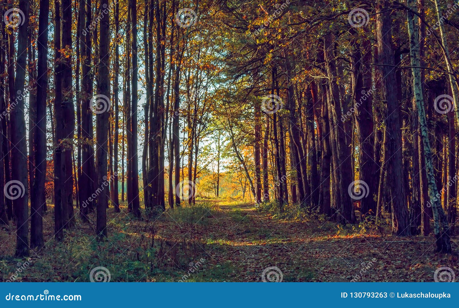 Nice Autumn Trees Tunnel in Forest Stock Image - Image of leaf ...