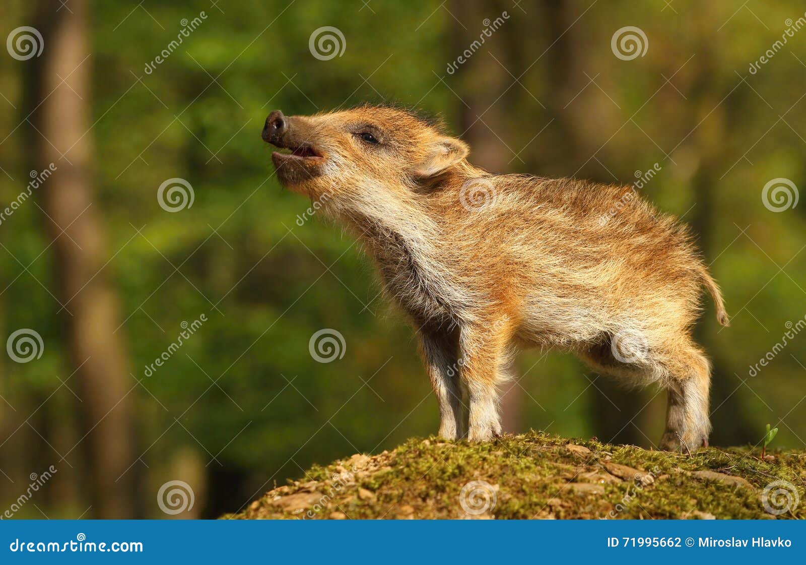 Nice baby wild boar stock photo. Image of hooter, hairy - 71995662