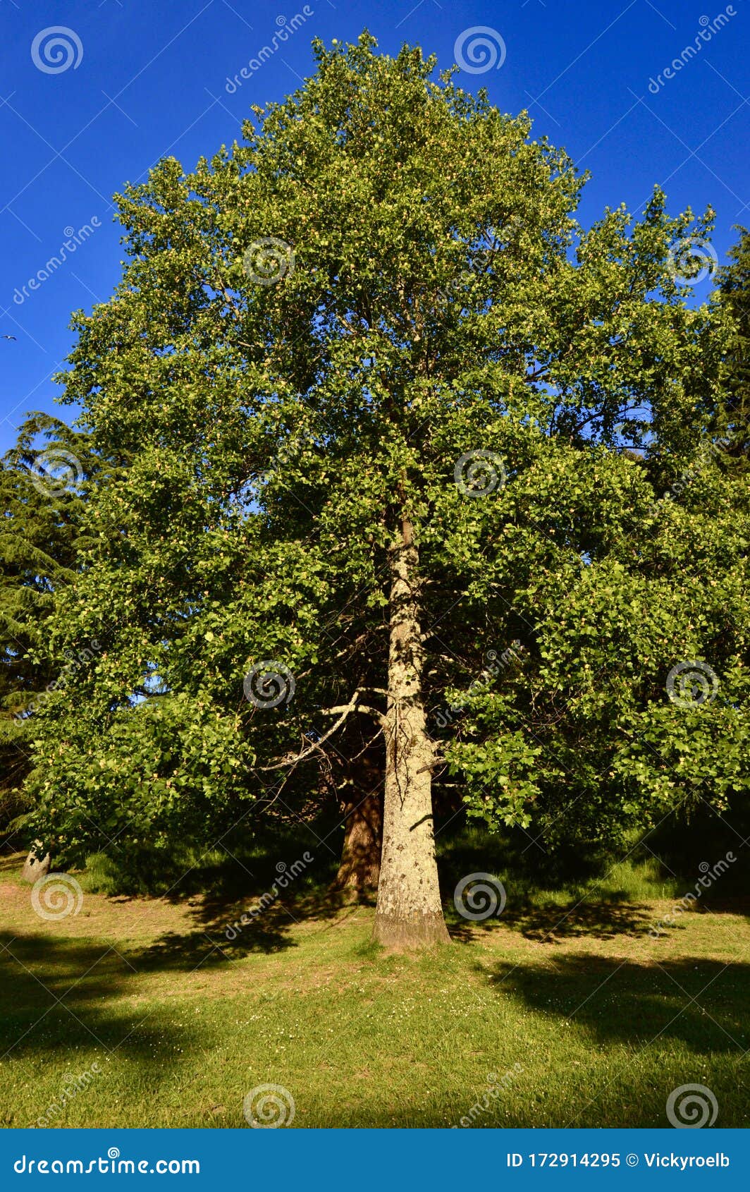 Nice Background Of A Big Tree In Nature Stock Image - Image of calm ...