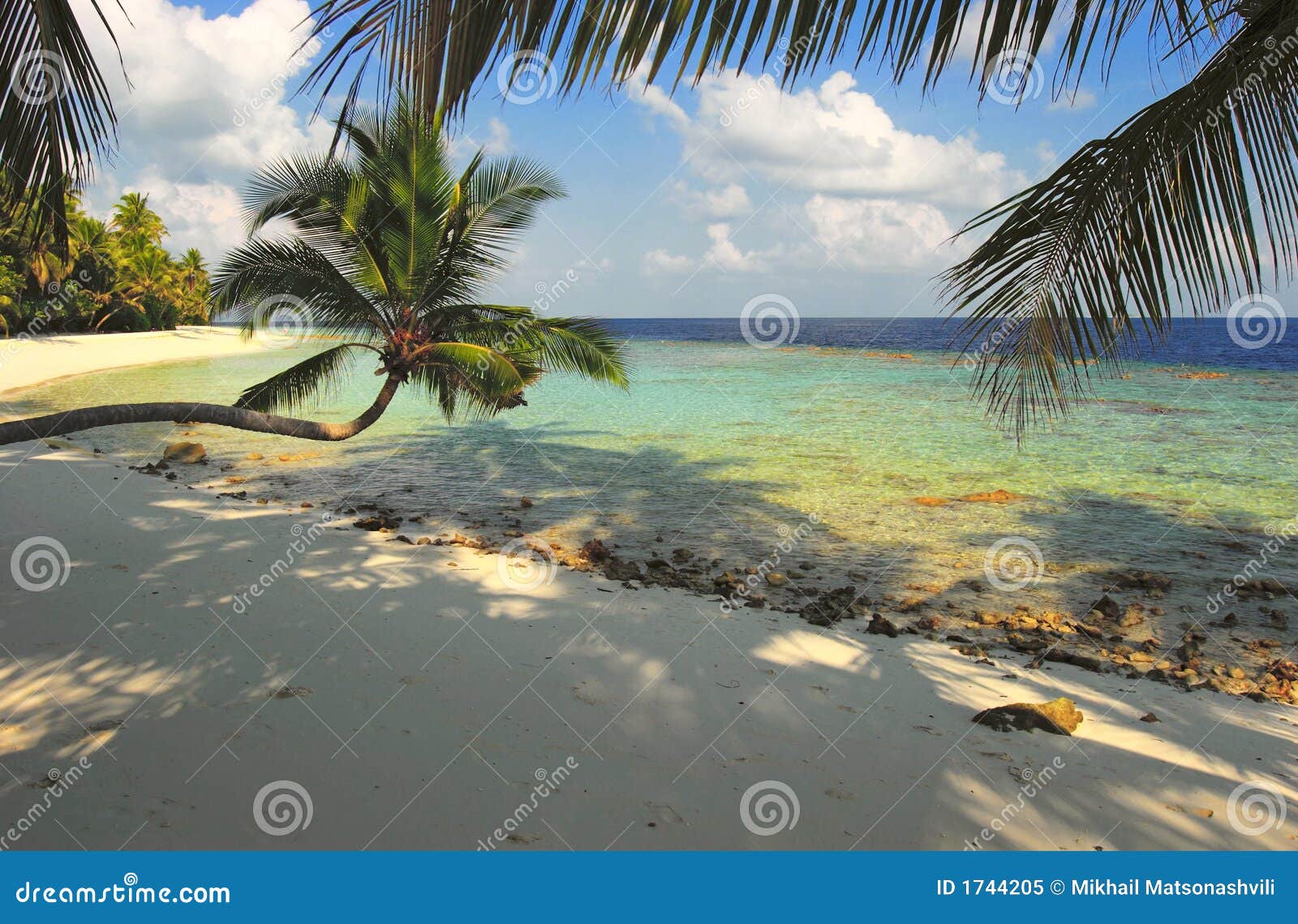 Nice beach with palm tree stock image. Image of green - 1744205