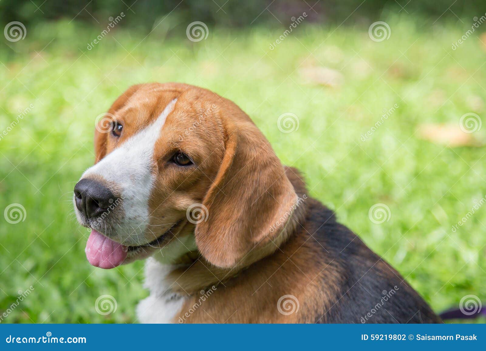 Nice beagle dog boy stock photo. Image of adorable, cute - 59219802
