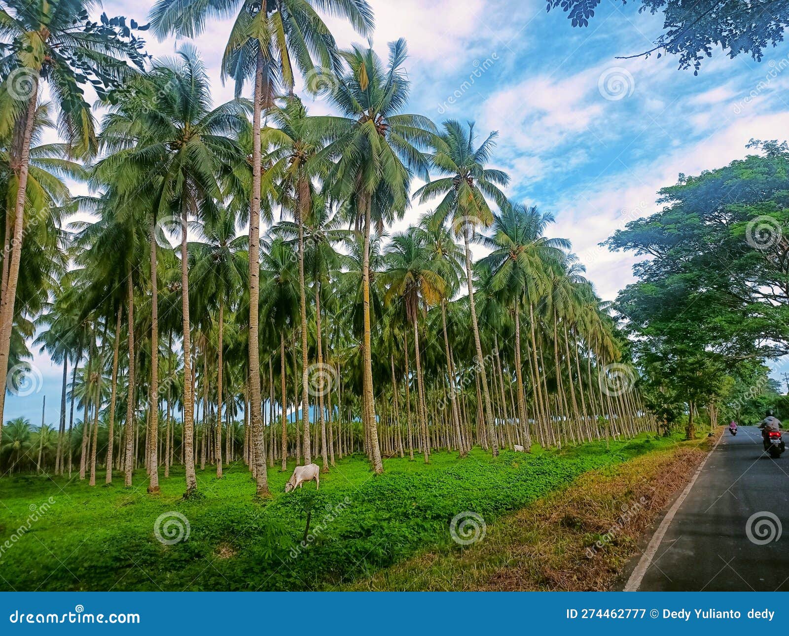 Nice and Beautiful Arrangement of Coconut Trees Stock Image - Image of ...