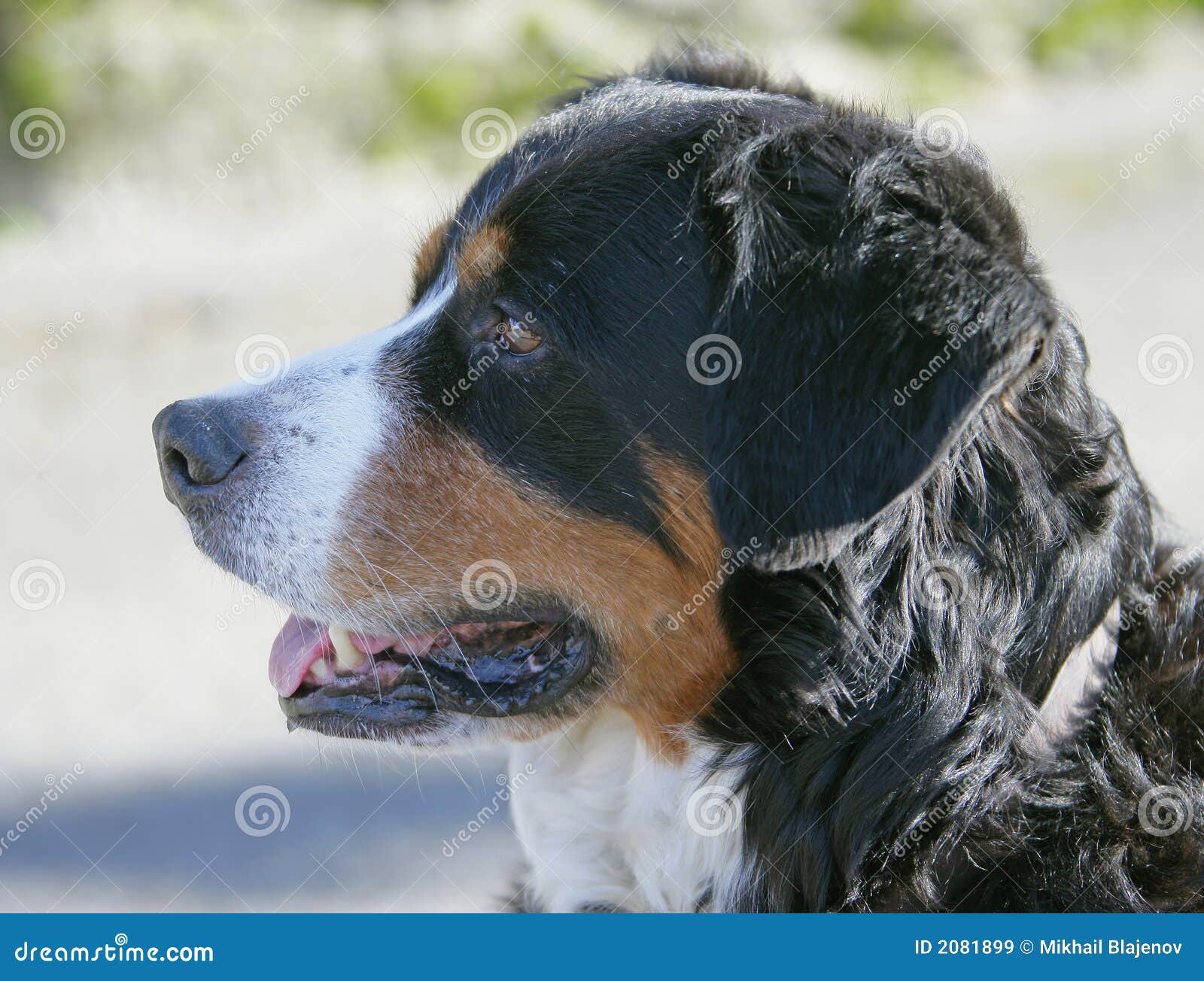 Nice Berner Dog 3 stock image. Image of race, clever, tricoloured - 2081899