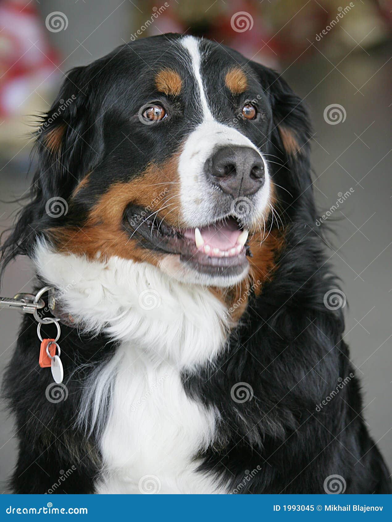 Nice Berner Dog 4 stock image. Image of clever, nice, bite - 1993045
