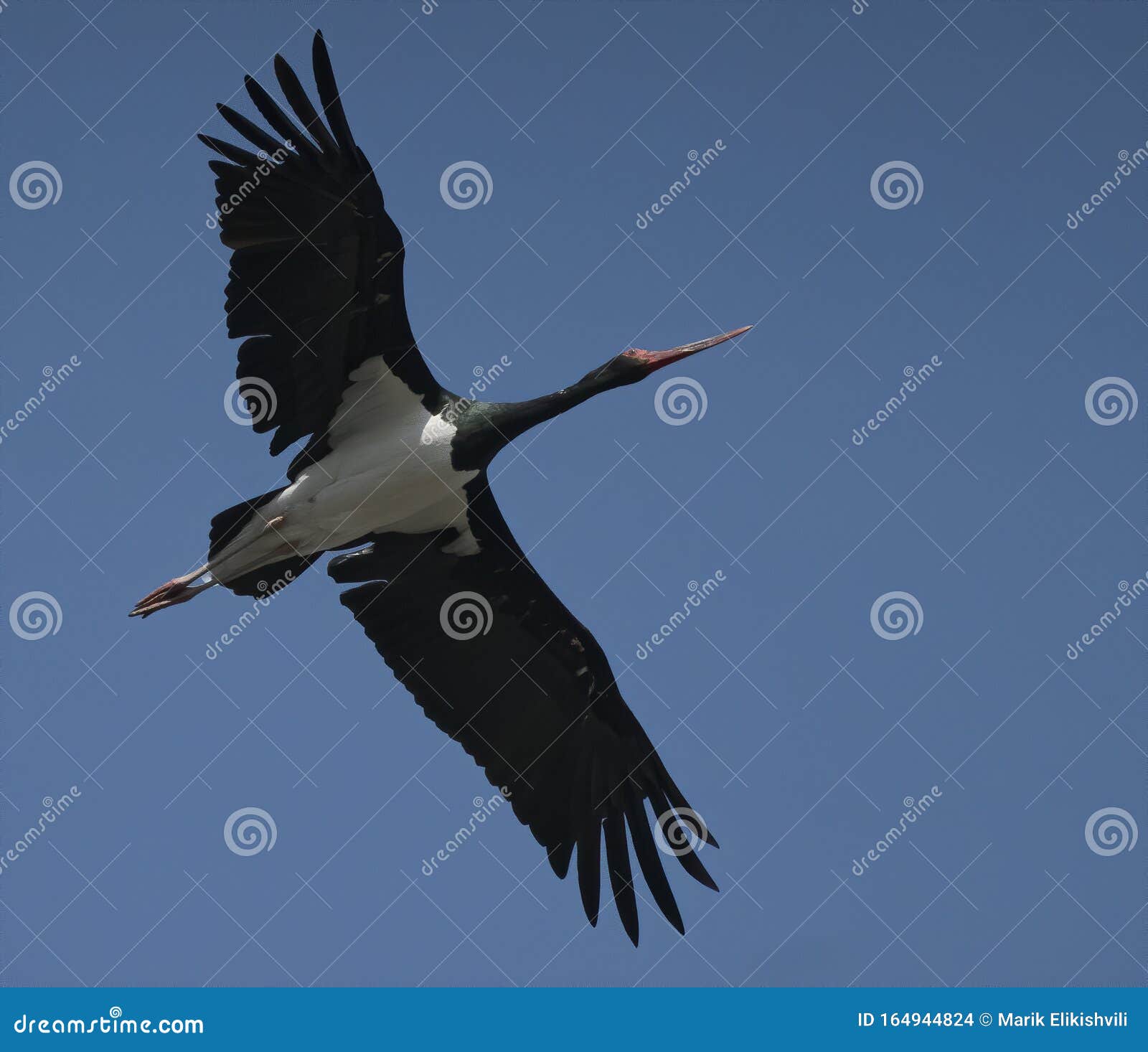 Big Bird flying in sky stock photo. Image of wildlife - 164944824