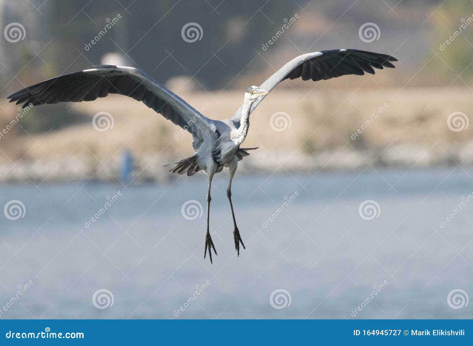 Big Bird flying in sky stock image. Image of wings, wildlife - 164945727
