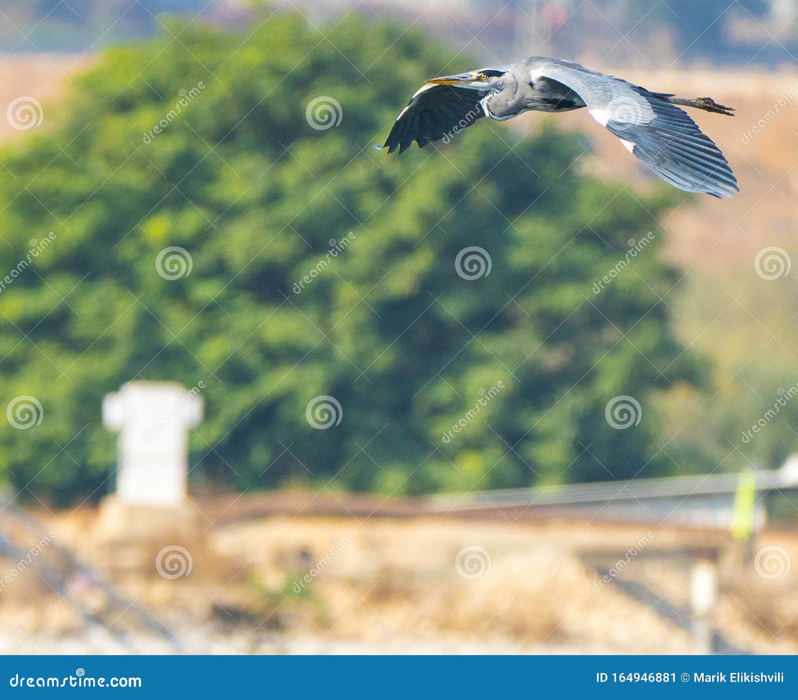 Big Bird flying in sky stock image. Image of nice, birds - 164946881