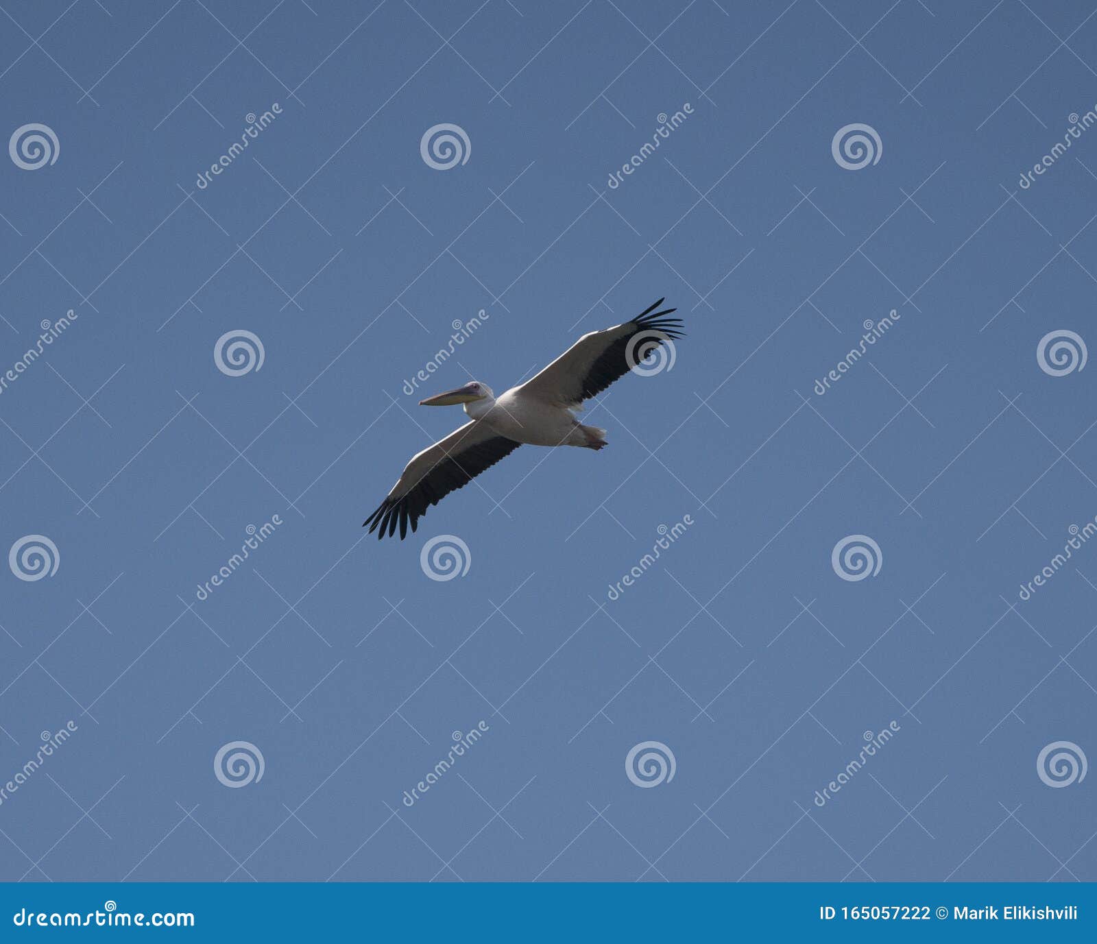 Big Bird flying in sky stock photo. Image of nice, blue - 165057222