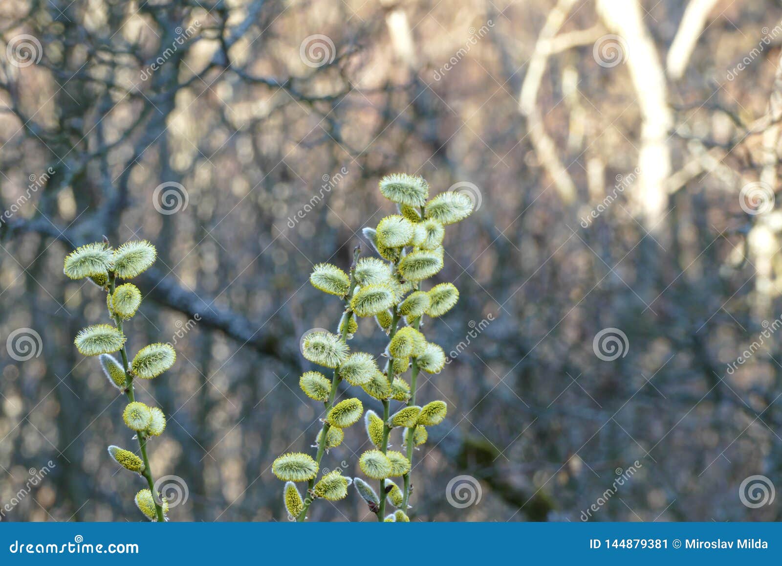 Nice big lambs tails stock image. Image of beauty, natural - 144879381