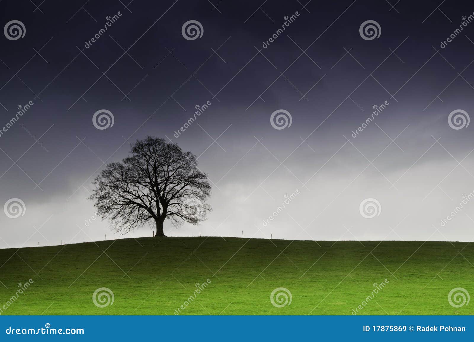 Nice Big Old Tree at Evening with Grass Stock Image - Image of skies ...
