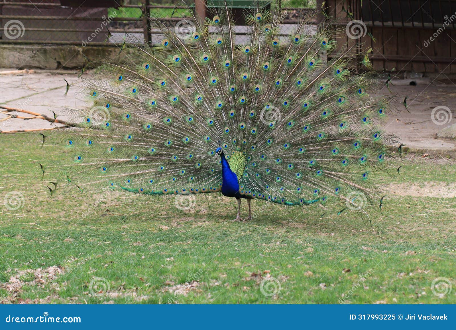 Nice big peacock stock image. Image of nature, peacock - 317993225