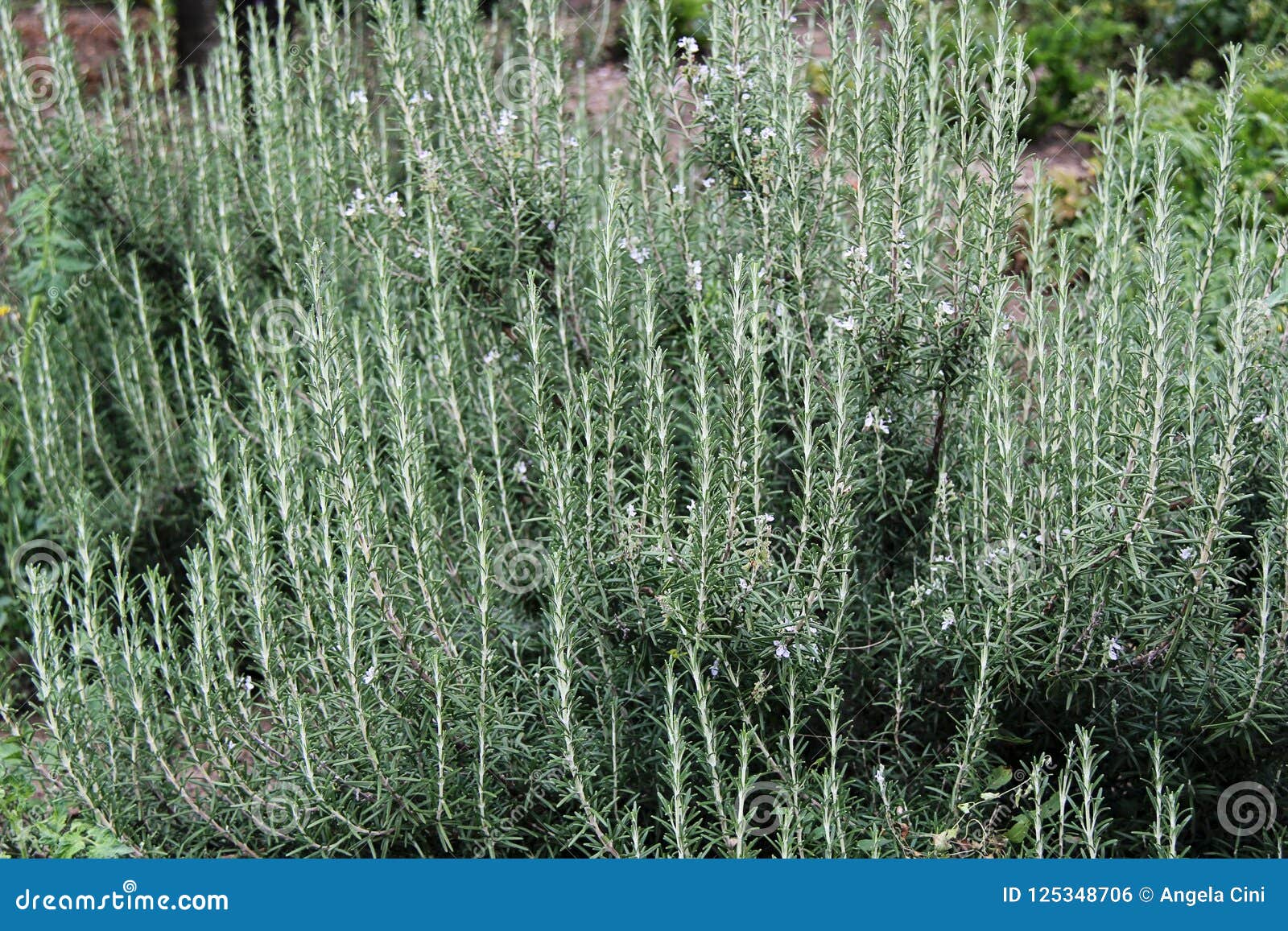 Rosemary Bush in the Garden Stock Photo - Image of rosemarry, rosemary ...