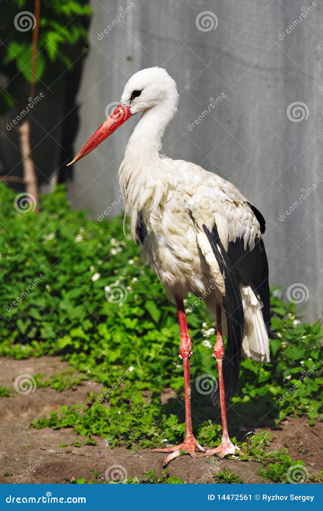 Nice big stork stock image. Image of white, feathers - 14472561