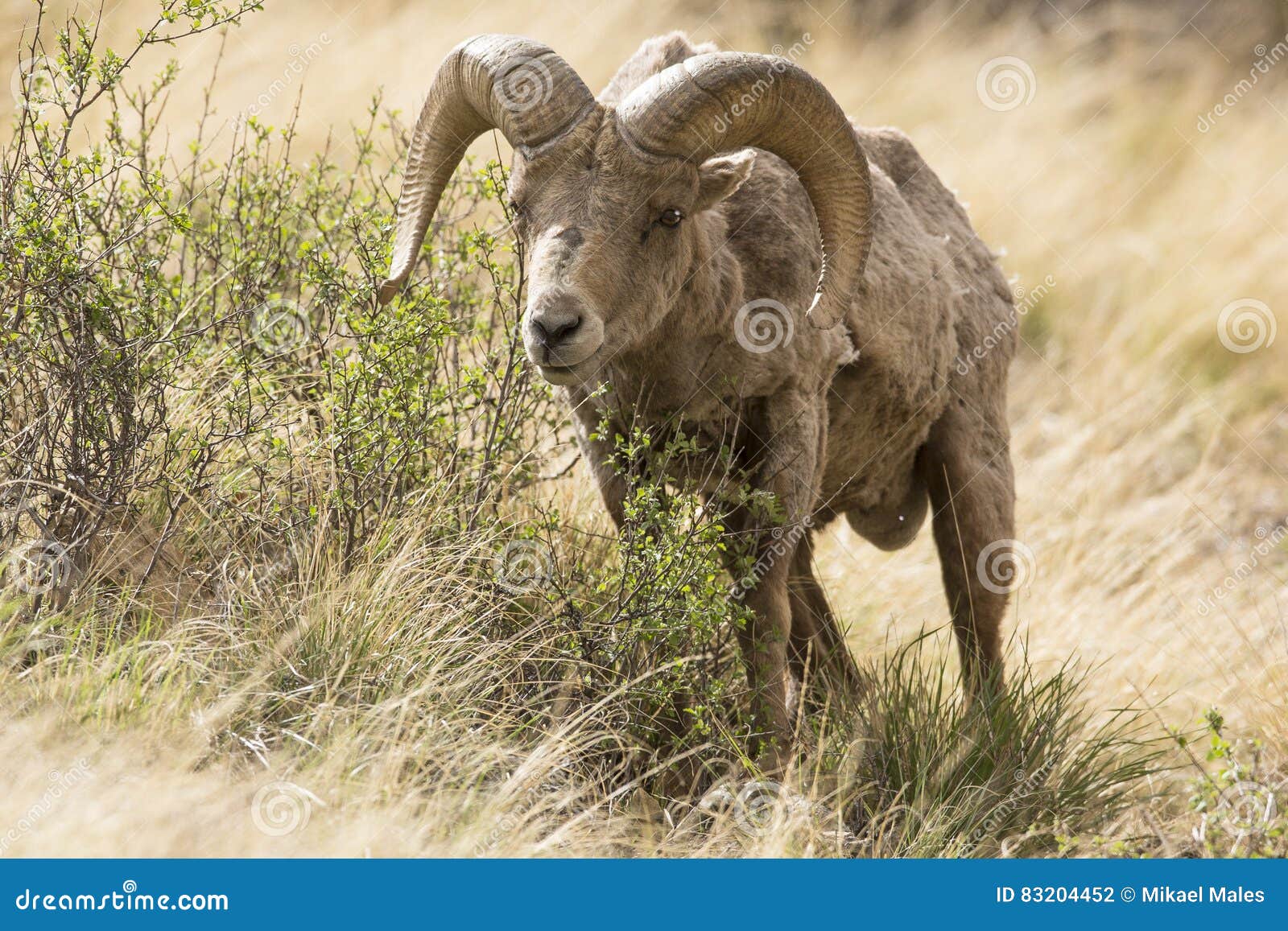 Nice Bighorn Ram Eating Vegetation Stock Photo - Image of natural, curl ...