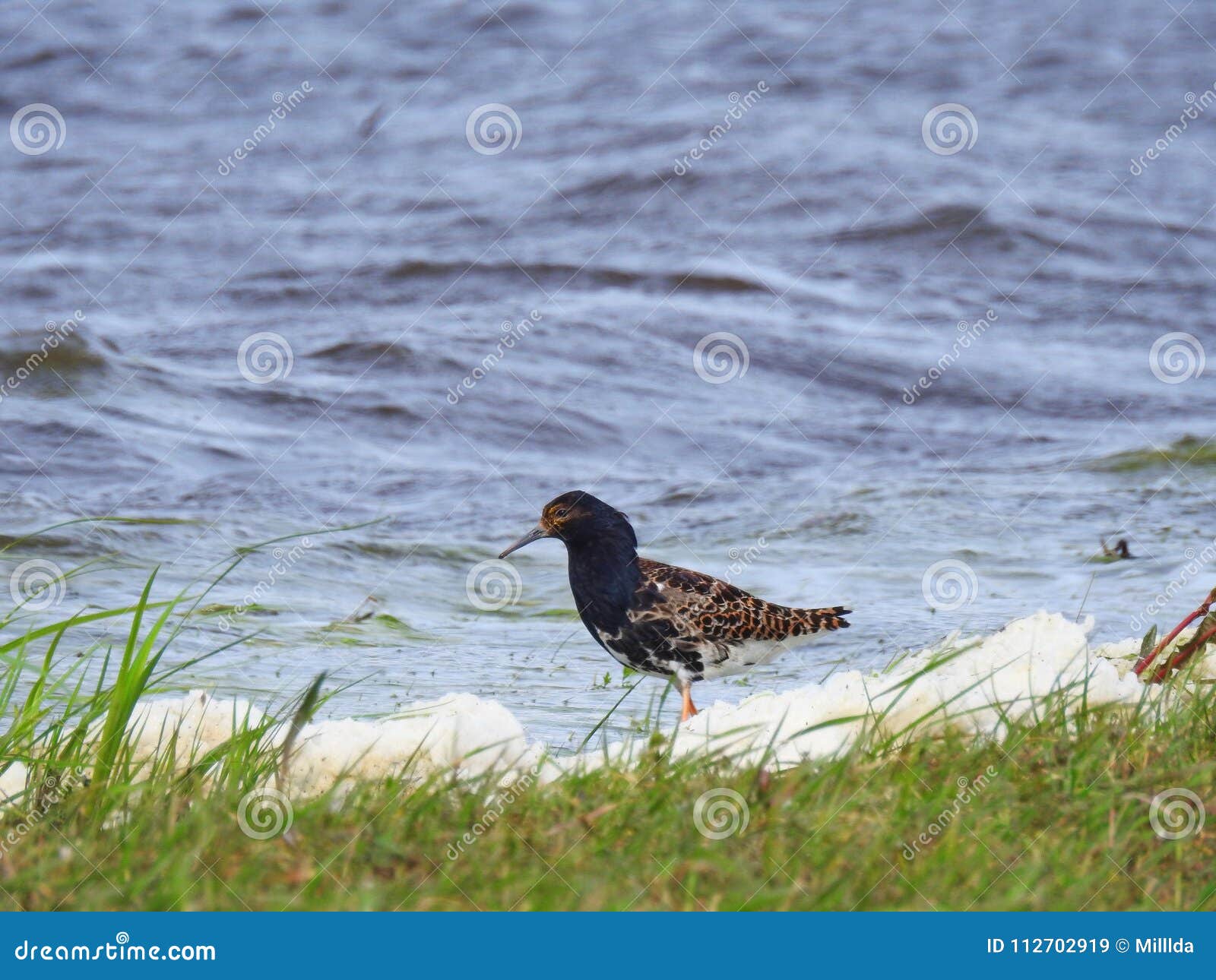 Beautiful Bird in Flood Meadow, Lithuania Stock Image - Image of brown ...